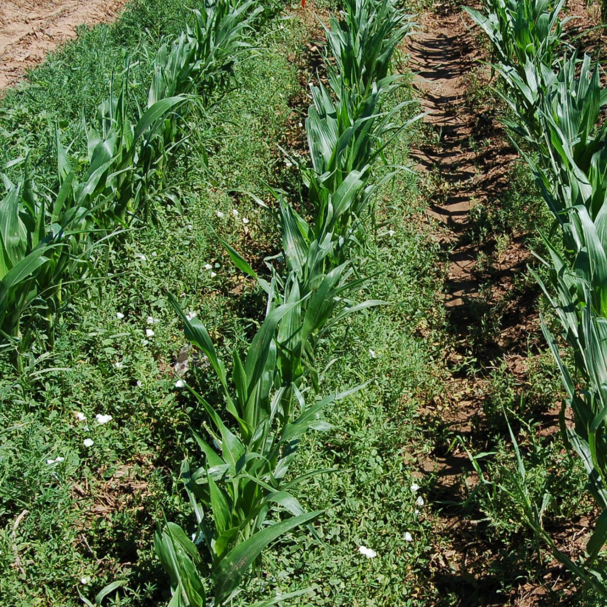 Agronomy Insights - Sorghum Checkoff