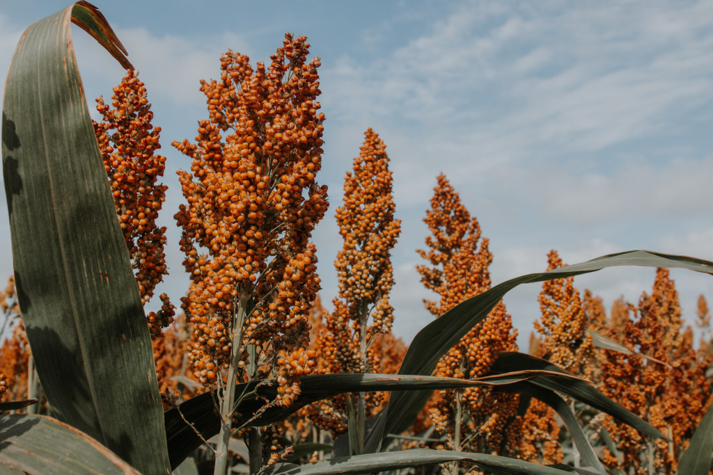 - Sorghum Checkoff