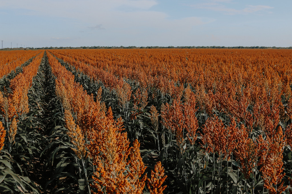 Postemergence Weed Control in Sorghum - Sorghum Checkoff
