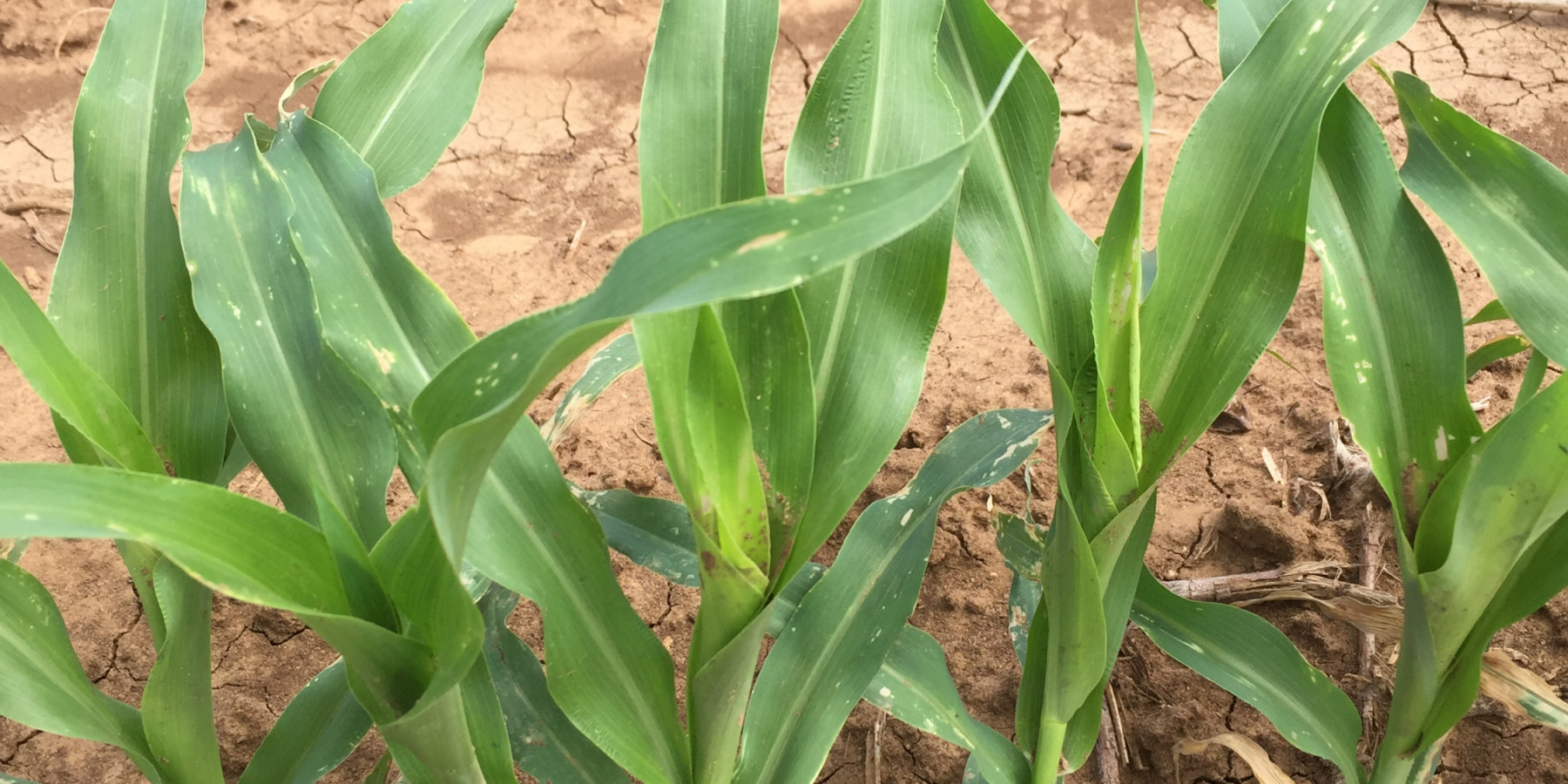 Observable Differences between Corn and Sorghum Early in the Season ...