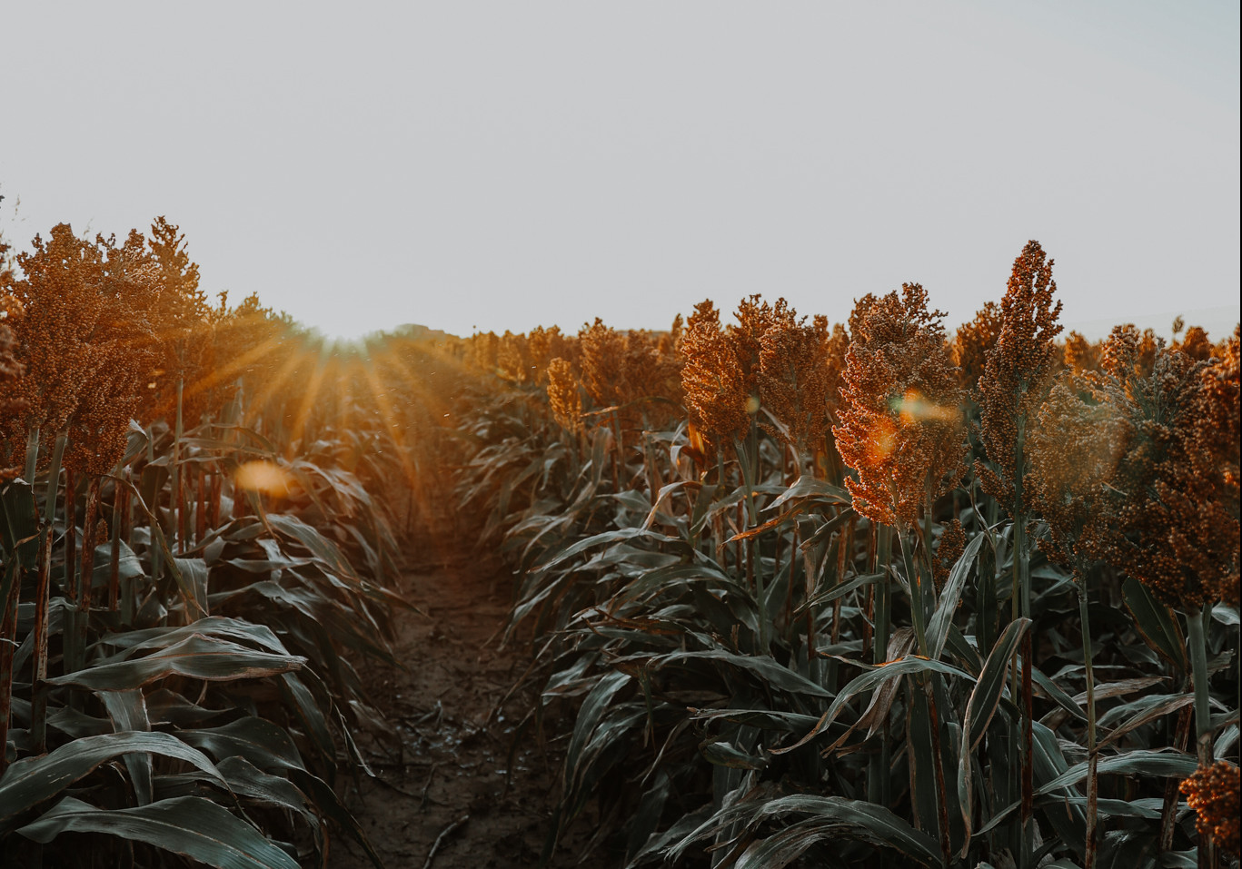 Choosing Herbicides for Early Winter Weed Control Prior to Sorghum ...