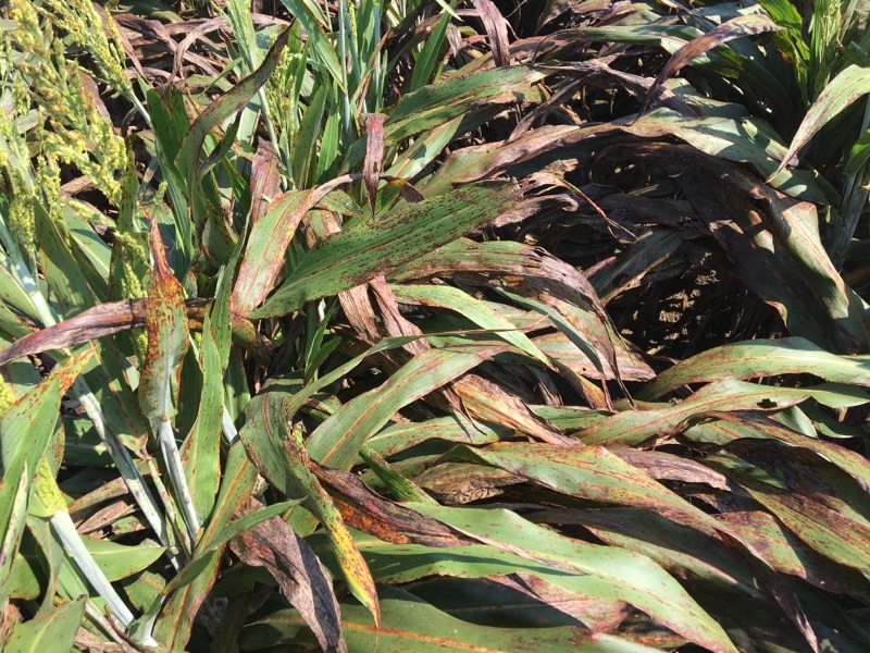 Postemergence Weed Control in Sorghum - Sorghum Checkoff