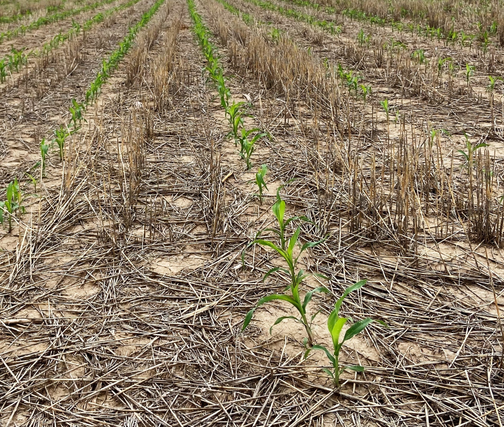 Planting Sorghum Following a Failed Wheat Crop - Sorghum Checkoff