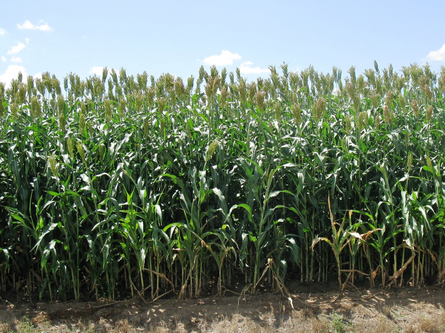 Silage Sorghum Irrigation and Water Use - Sorghum Checkoff