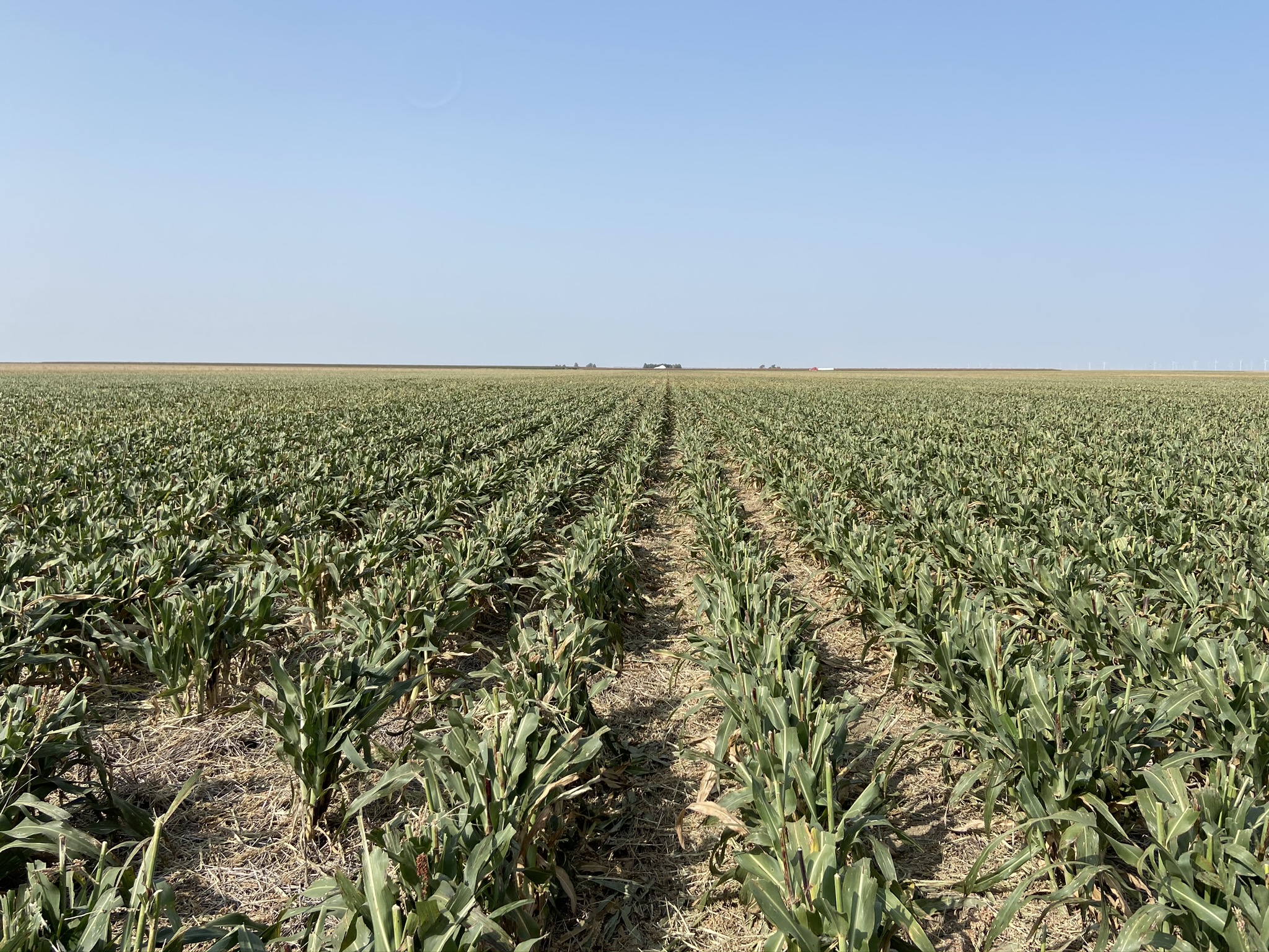 Grazing Sorghum Stover Following Grain Harvest - Sorghum Checkoff