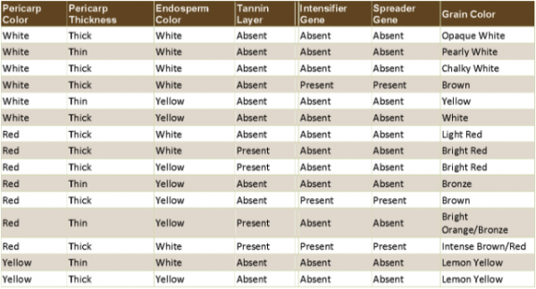 Sorghum Grain Color - Sorghum Checkoff
