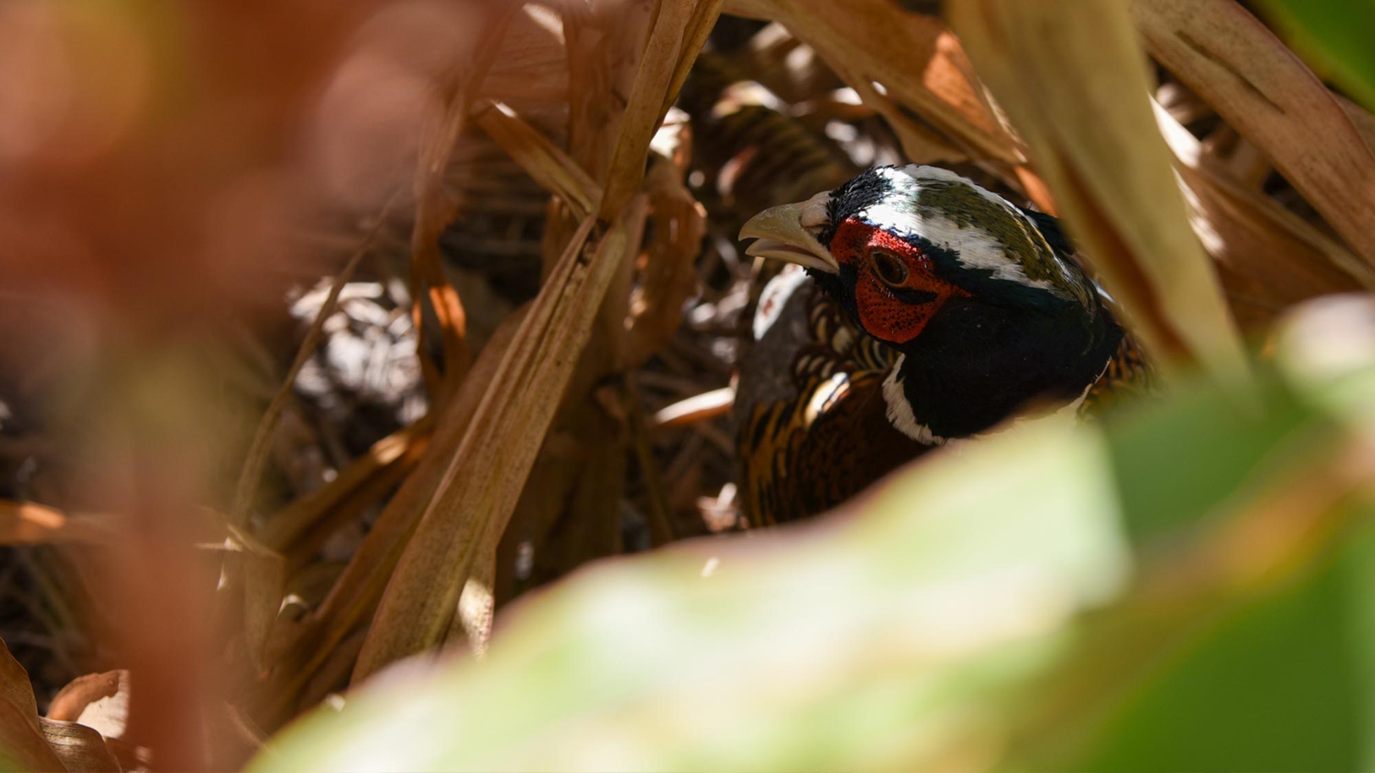 The Resource Conserving Crop - Sorghum Checkoff