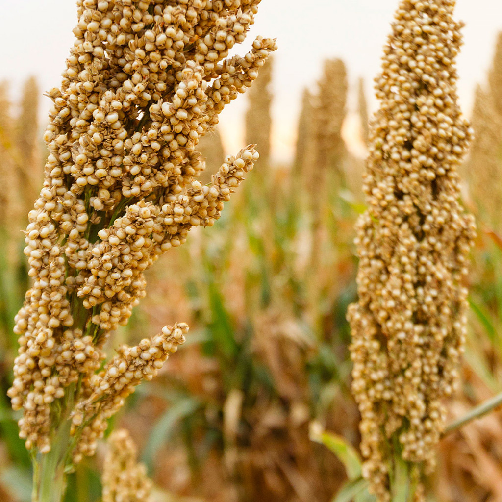 The Resource Conserving Crop - Sorghum Checkoff