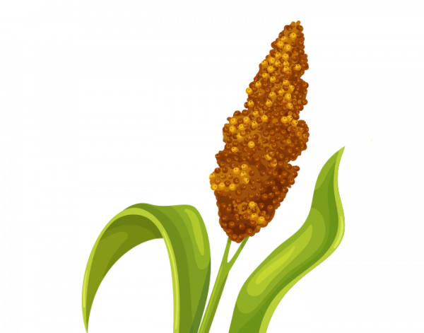 The Resource Conserving Crop - Sorghum Checkoff