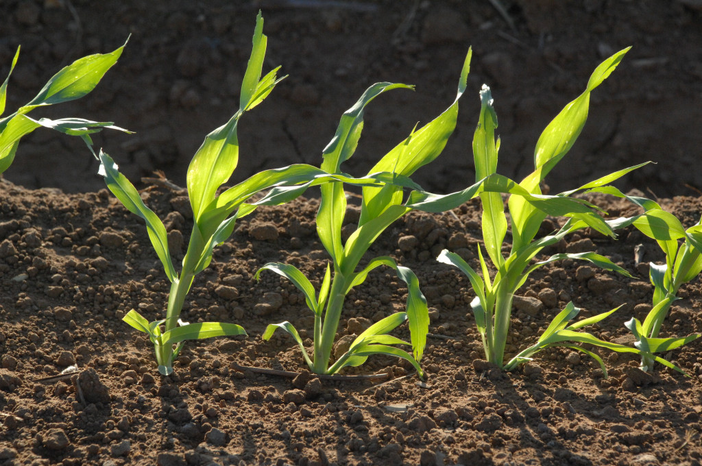 Observable Differences between Corn and Sorghum Early in the Season ...