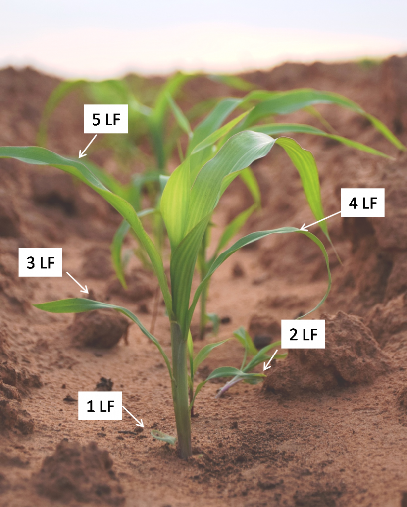 The Sorghum Plant- Emergence to Boot - Sorghum Checkoff
