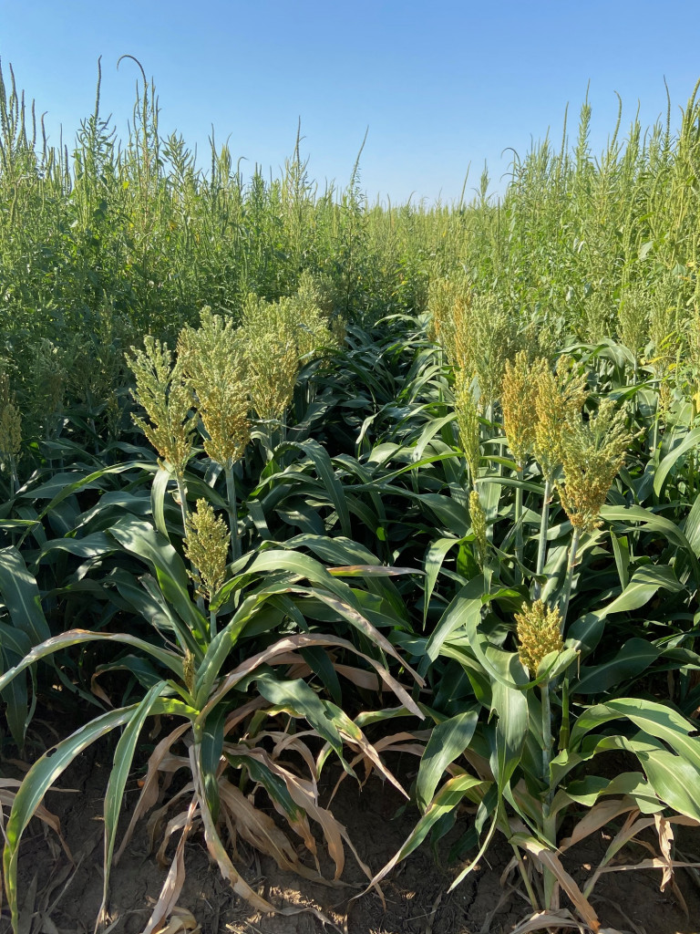 Late Season Weed Control in Sorghum - Sorghum Checkoff