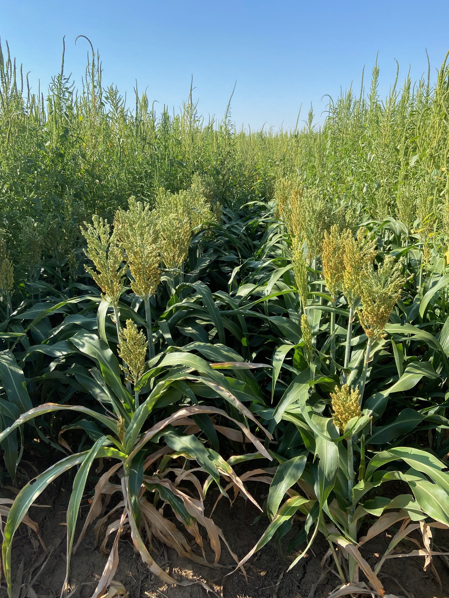 Late Season Weed Control in Sorghum - Sorghum Checkoff