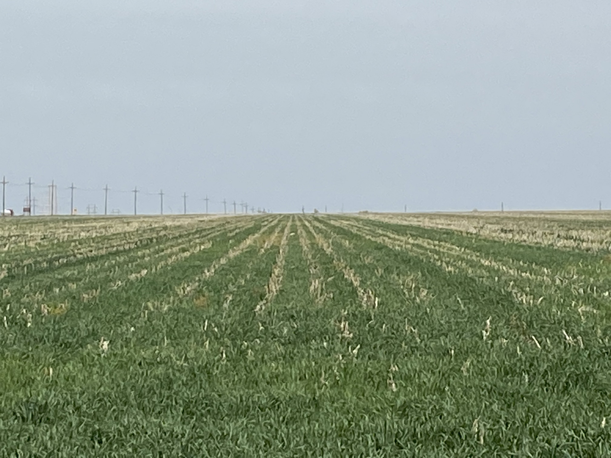 Double Cropping Wheat Behind Grain Sorghum - Sorghum Checkoff