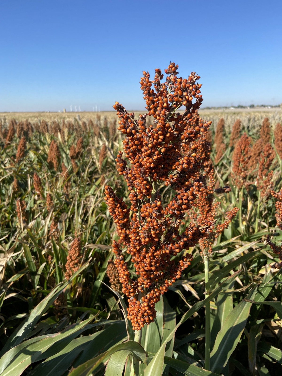 Sorghum in 2025: Low Seed Costs, Resilience and Crop Rotation Benefits ...