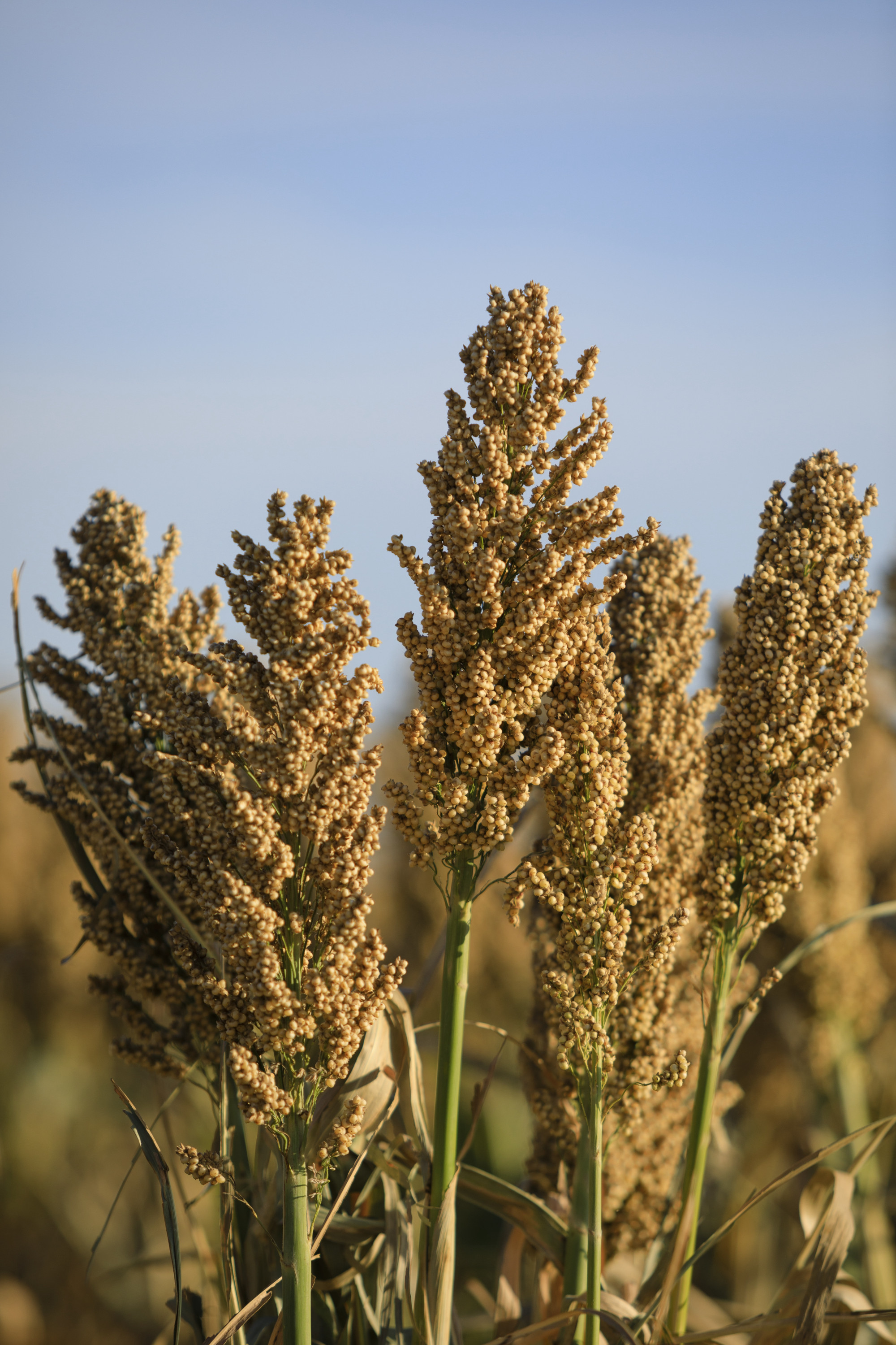 Causes and Prevention of Lodging in Sorghum - Sorghum Checkoff