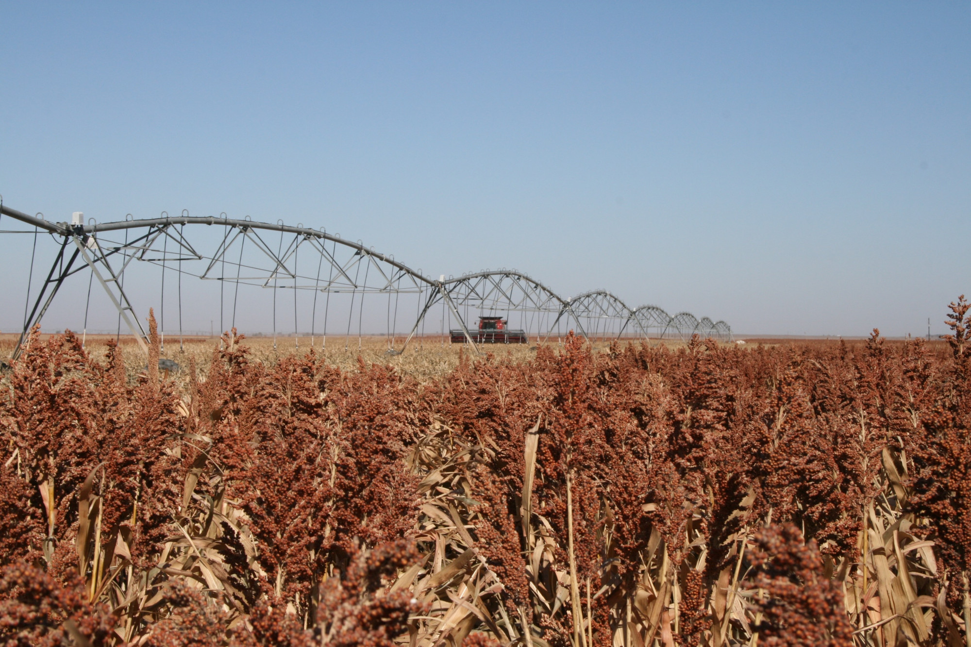 When to Terminate Irrigation in Grain Sorghum - Sorghum Checkoff