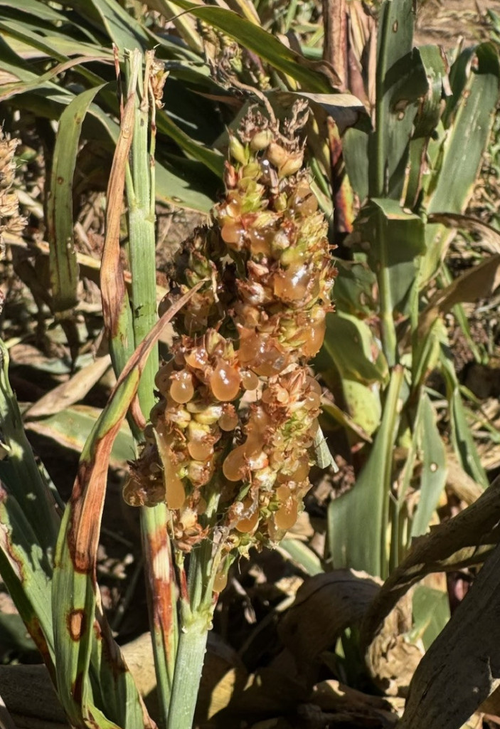 Sorghum Ergot - What Is It? - Sorghum Checkoff