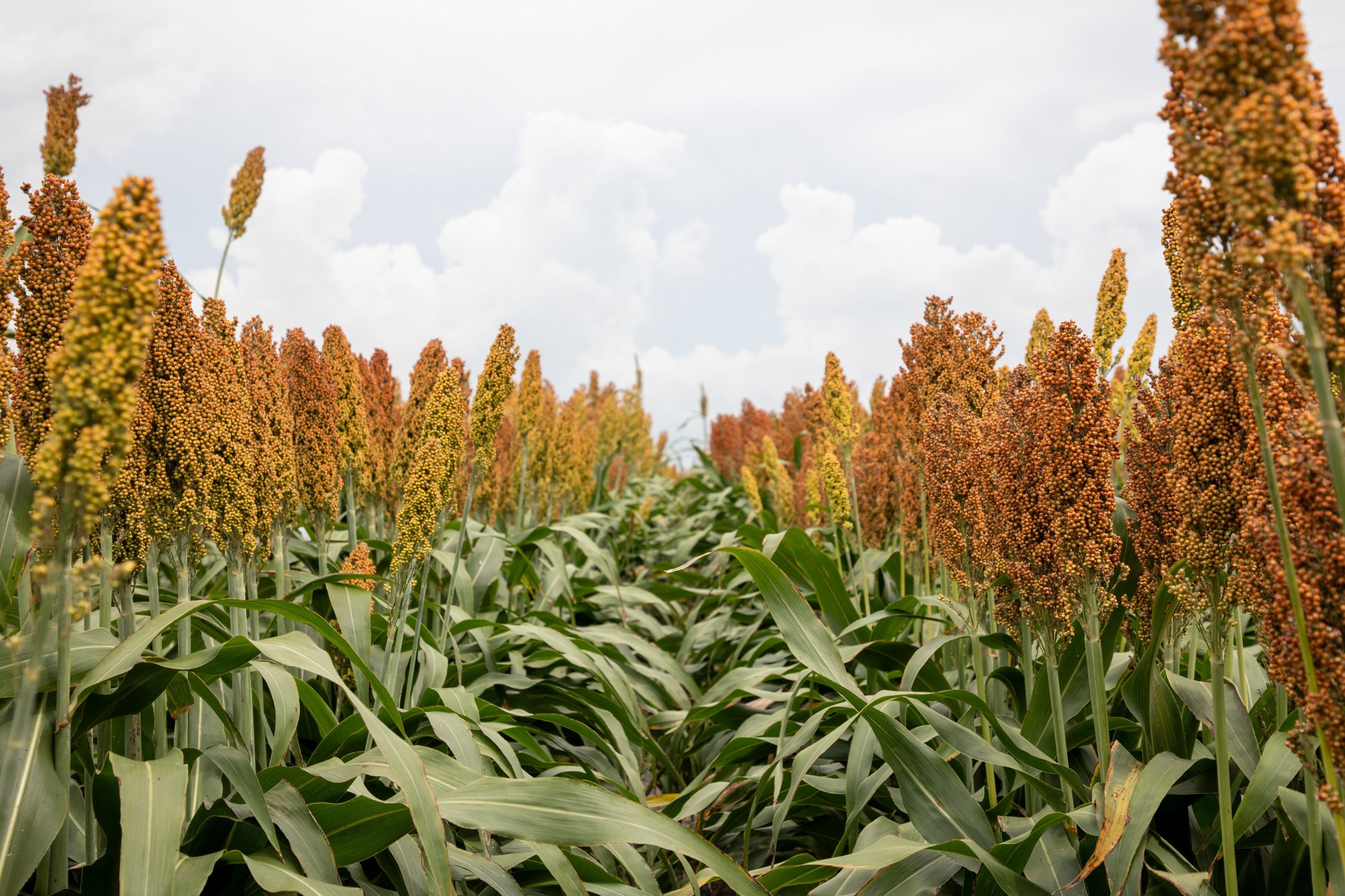 Commodity Classic 2026 - Sorghum Checkoff